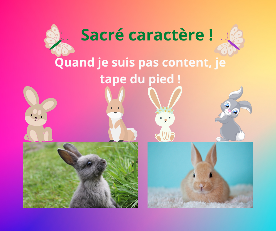 Le lapin : qui suis-je